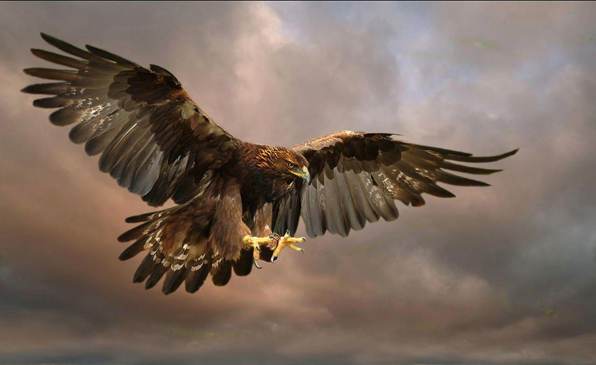 Brown Eagle Wallpapers - Top Free Brown Eagle Backgrounds - WallpaperAccess