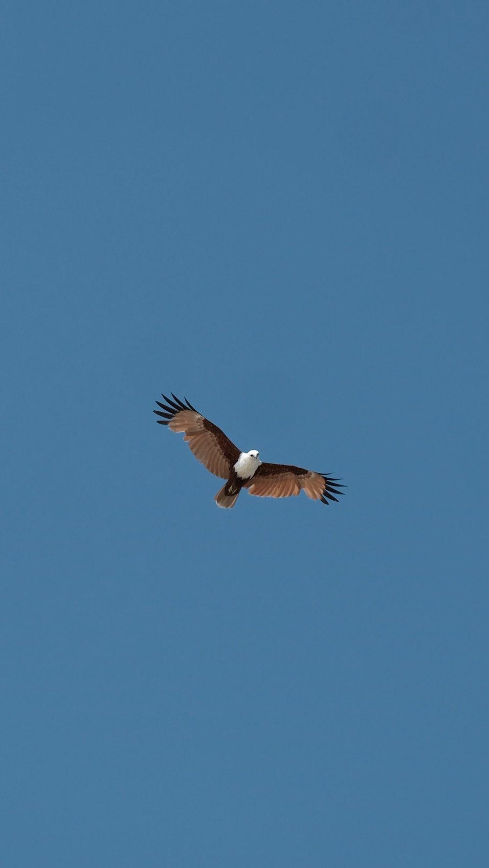 Brown Eagle Wallpapers - Top Free Brown Eagle Backgrounds - WallpaperAccess