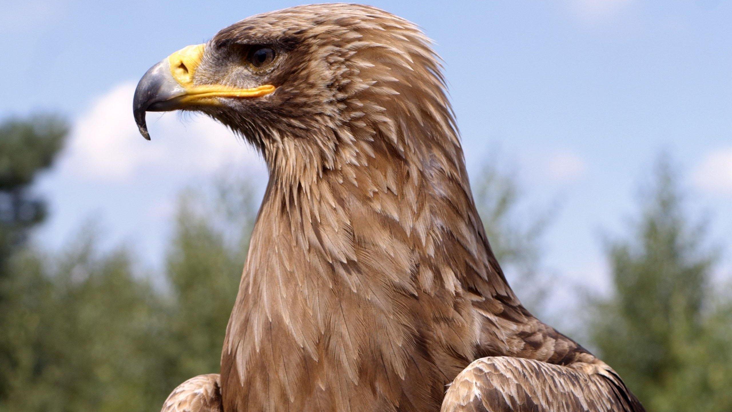 Golden Eagle HD Wallpapers - Top Free Golden Eagle HD Backgrounds ...