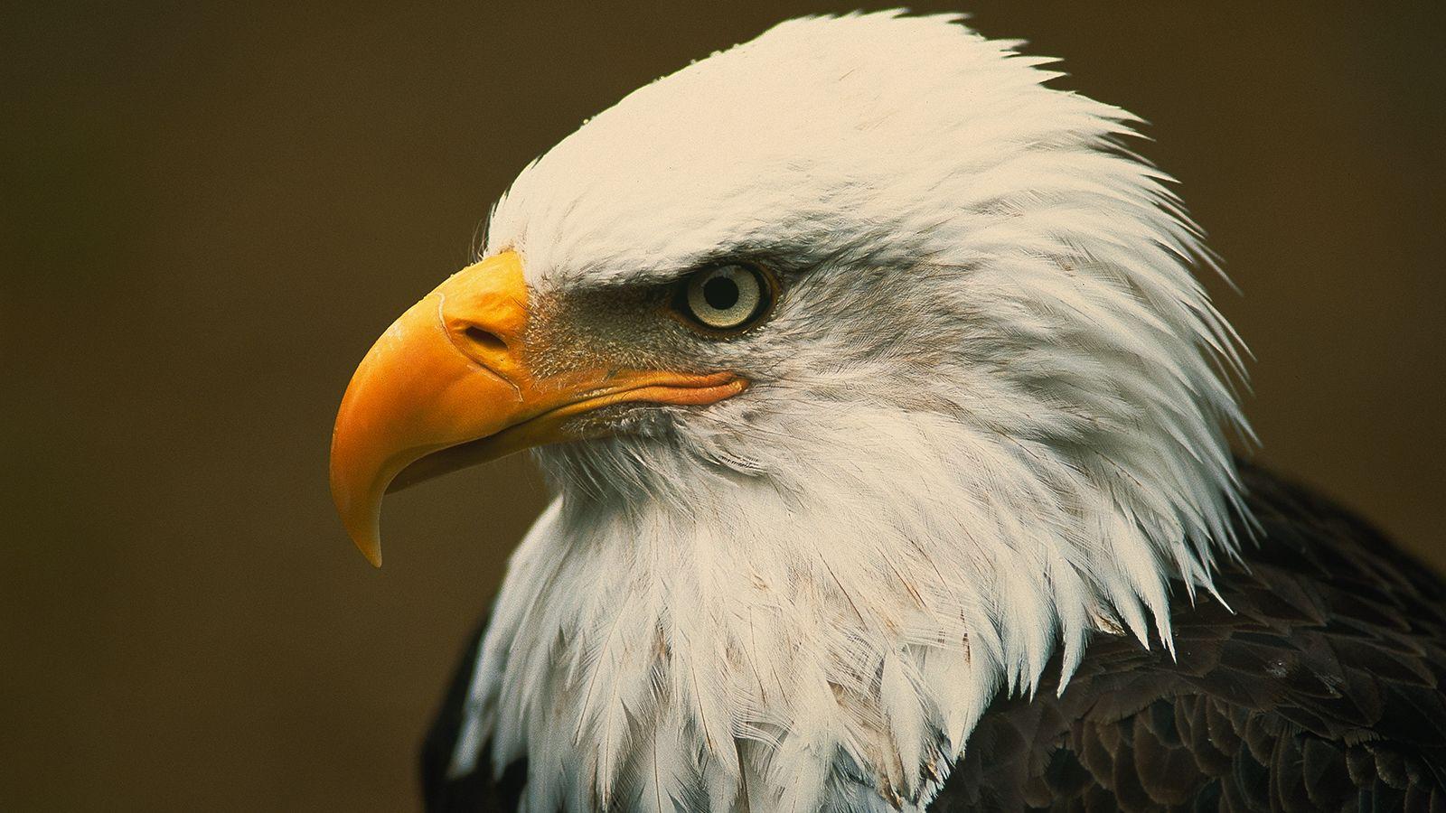 Brown Eagle Wallpapers - Top Free Brown Eagle Backgrounds - WallpaperAccess