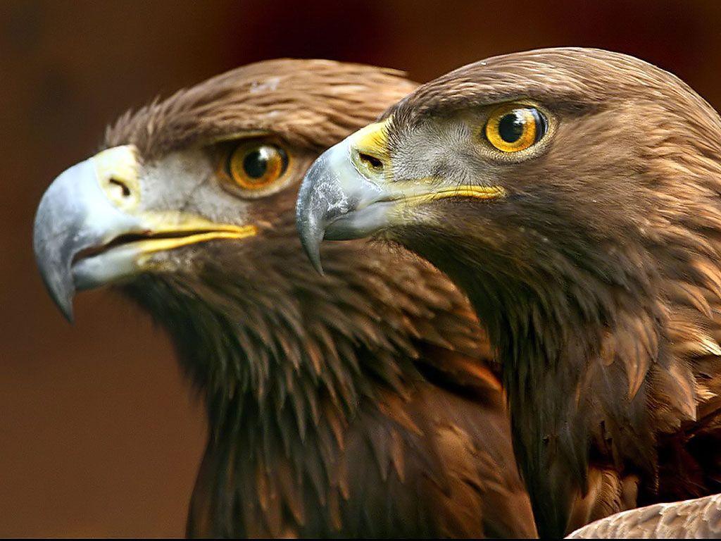 Brown Eagle Wallpapers - Top Free Brown Eagle Backgrounds - WallpaperAccess