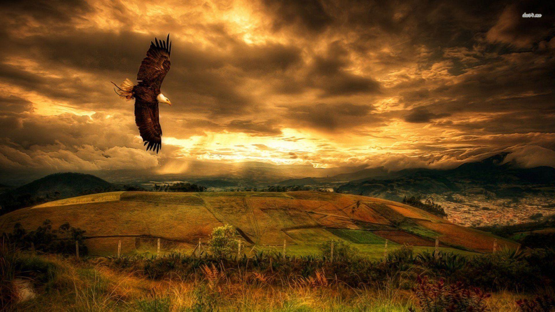 Brown Eagle Wallpapers - Top Free Brown Eagle Backgrounds - WallpaperAccess