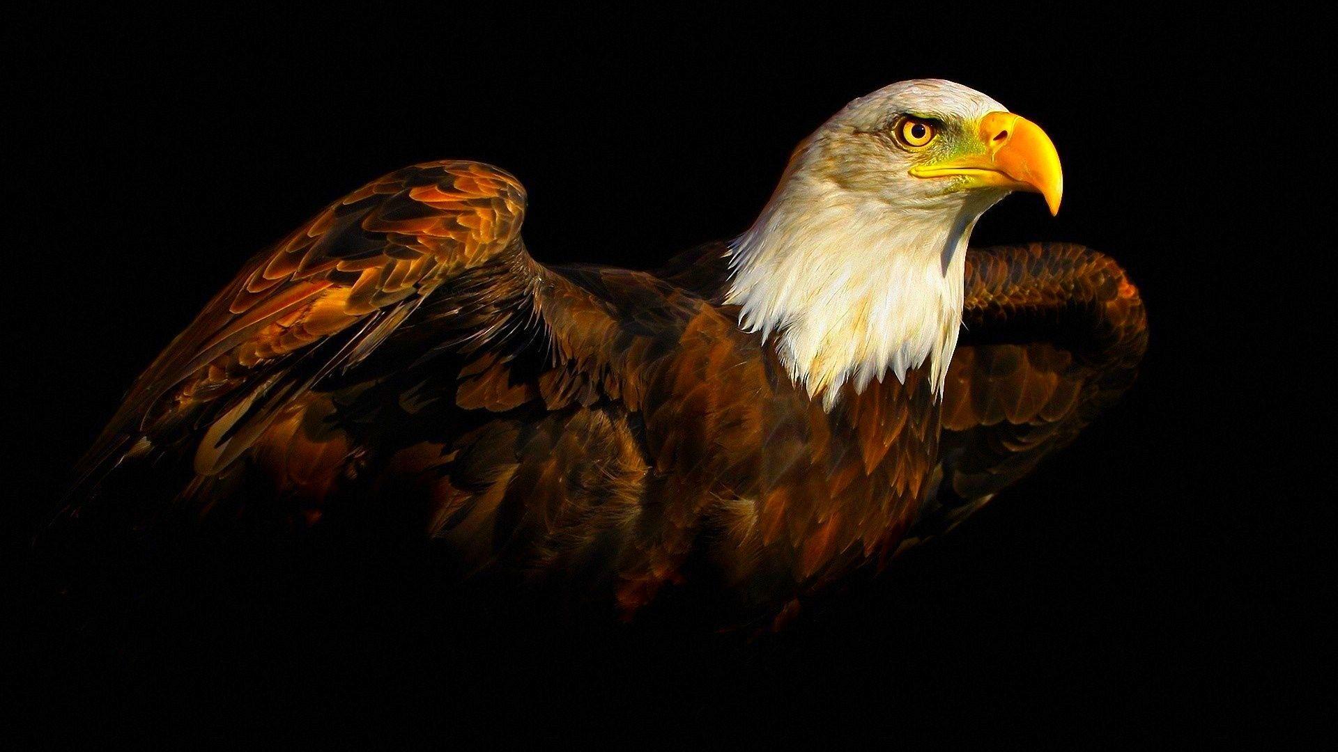 Brown Eagle Wallpapers - Top Free Brown Eagle Backgrounds - WallpaperAccess