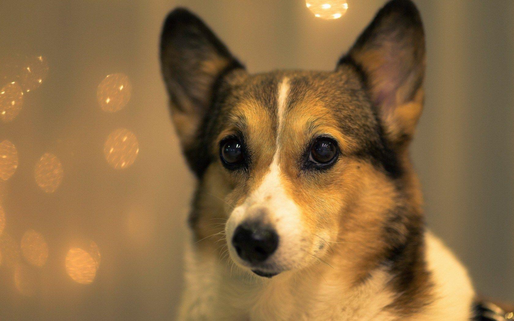 Beautiful Dogs Wallpapers - Top Free Beautiful Dogs Backgrounds ...