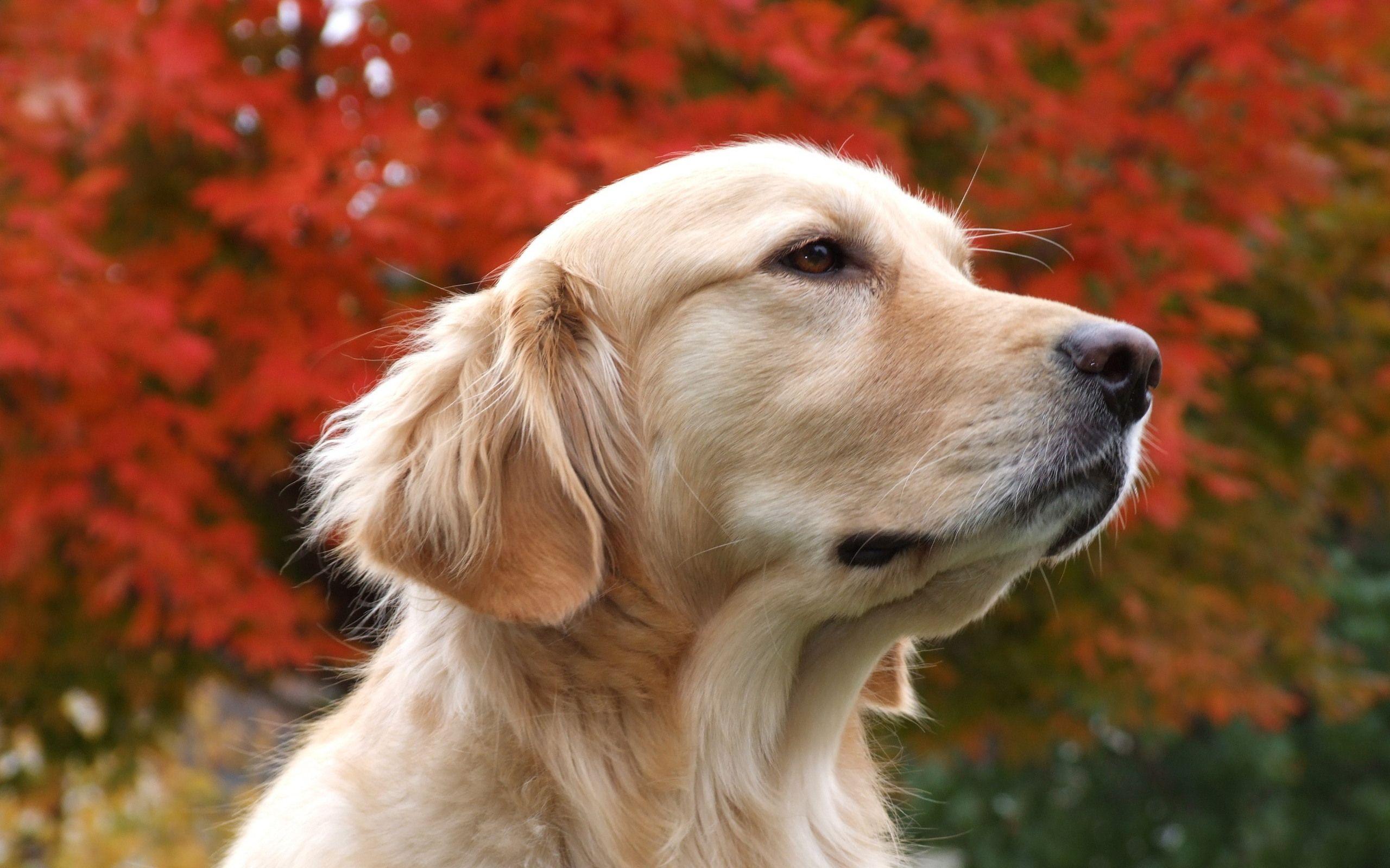 Beautiful Dogs Wallpapers - Top Free Beautiful Dogs Backgrounds ...