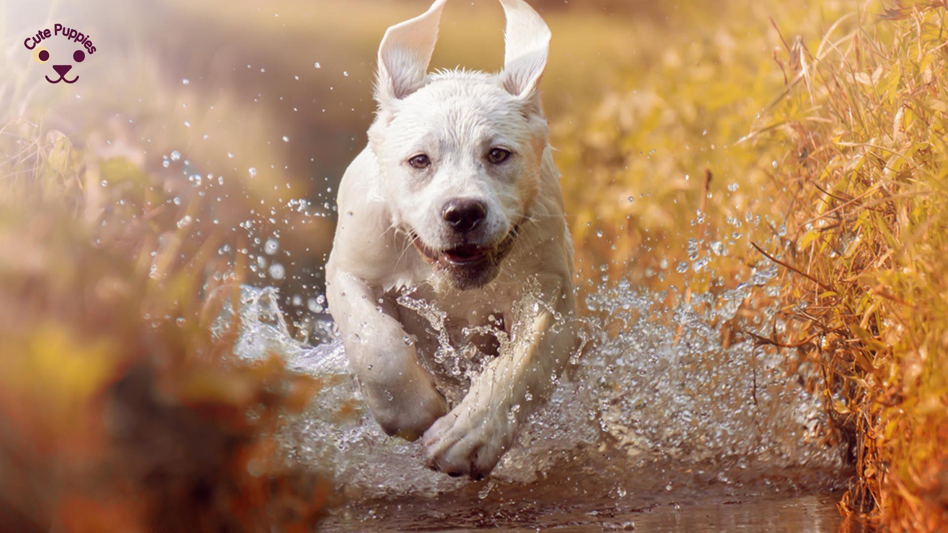 Beautiful Dogs Wallpapers - Top Free Beautiful Dogs Backgrounds ...