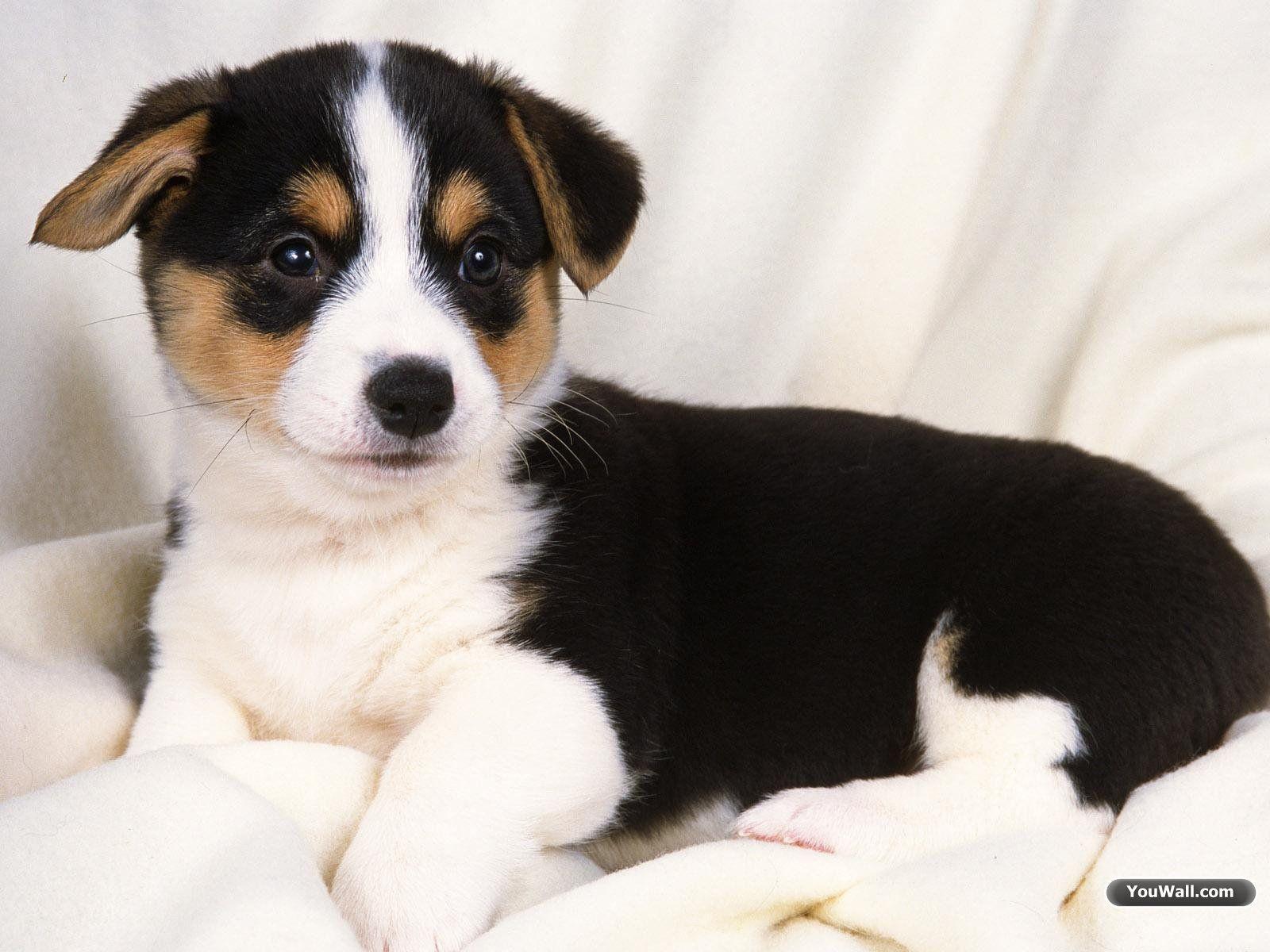 Beautiful Dogs Wallpapers - Top Free Beautiful Dogs Backgrounds - WallpaperAccess