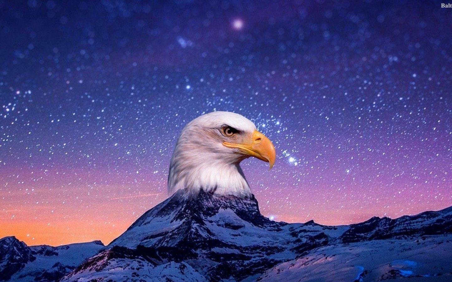 Winter Eagle Wallpapers - Top Free Winter Eagle Backgrounds ...