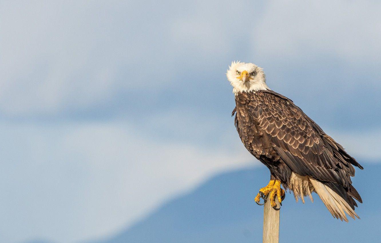 Winter Eagle Wallpapers - Top Free Winter Eagle Backgrounds ...