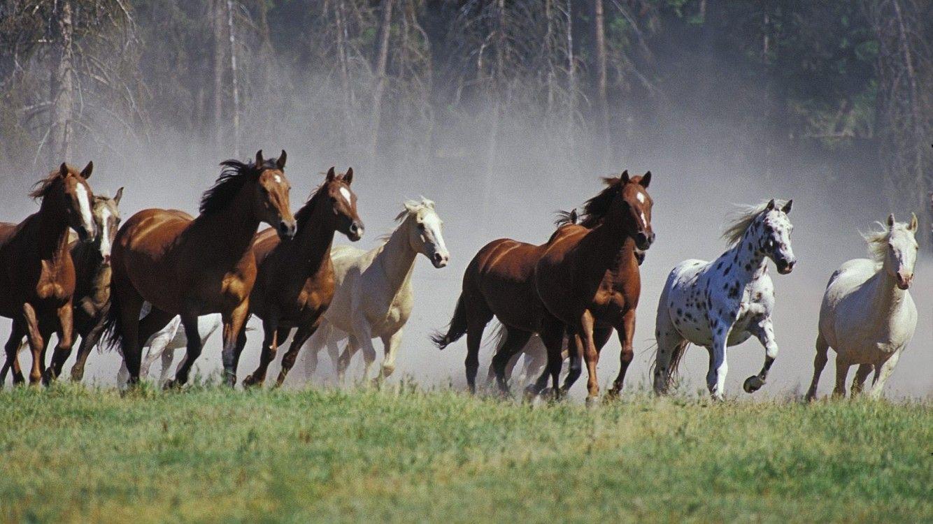 Seven Running Horses Wallpapers - Top Free Seven Running Horses ...