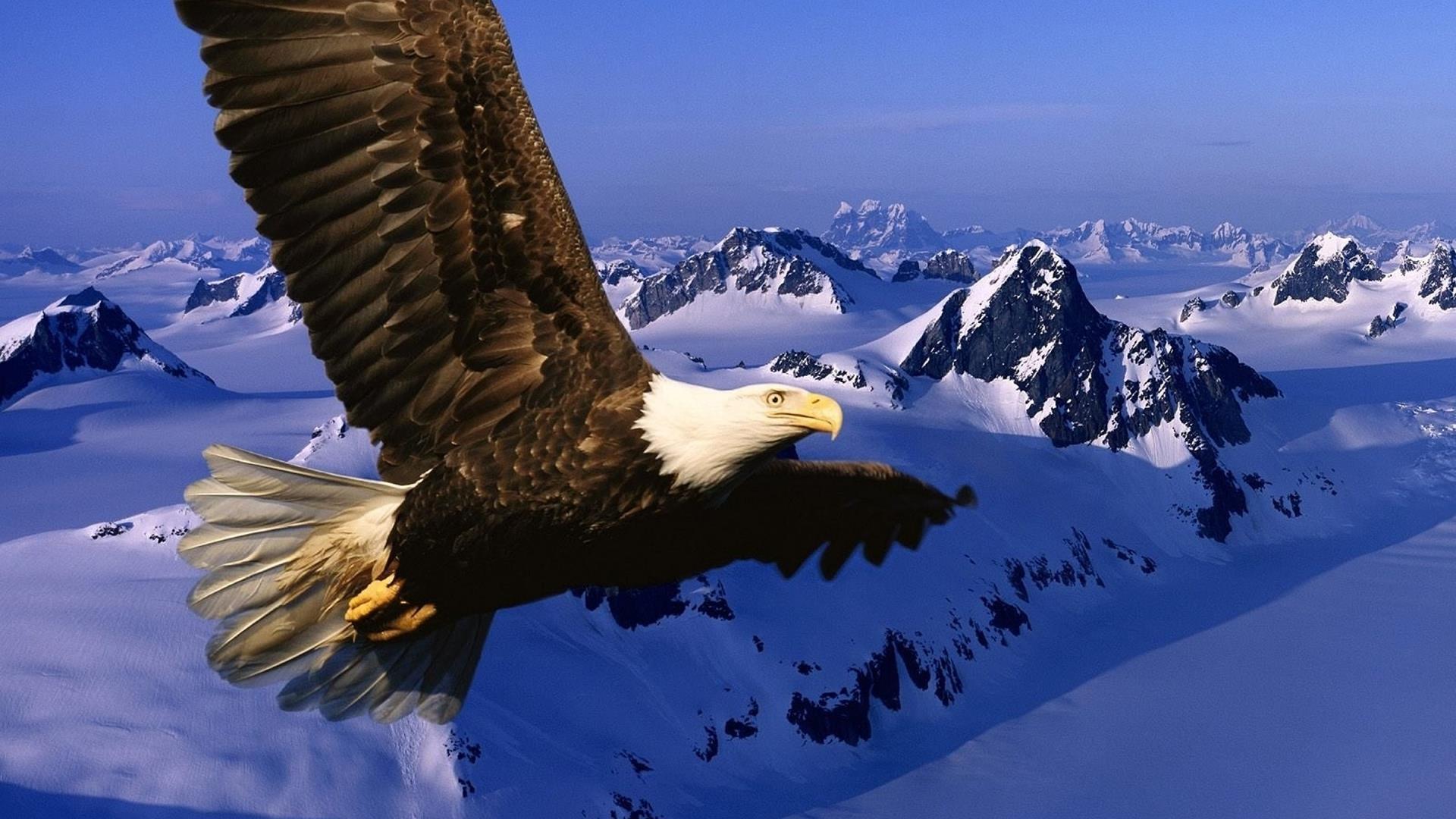 Winter Eagle Wallpapers - Top Free Winter Eagle Backgrounds ...