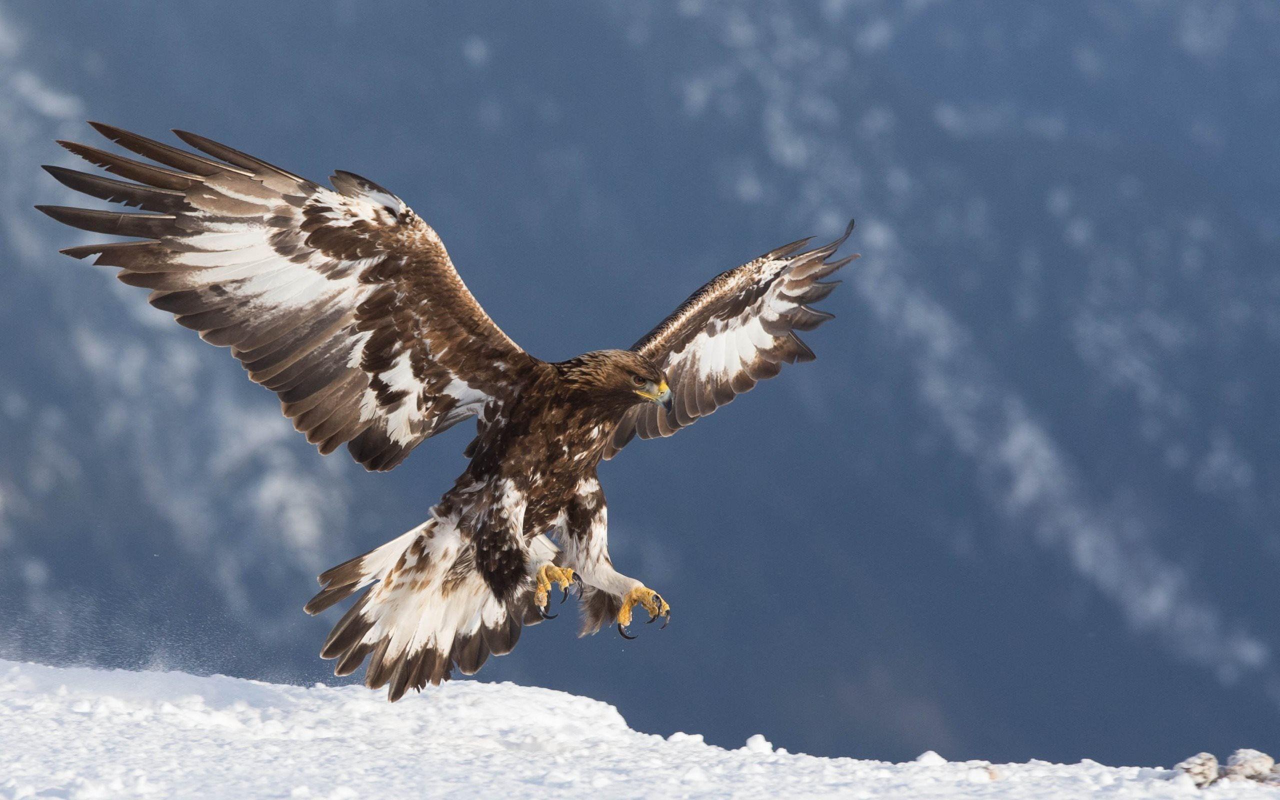 Winter Eagle Wallpapers - Top Free Winter Eagle Backgrounds ...