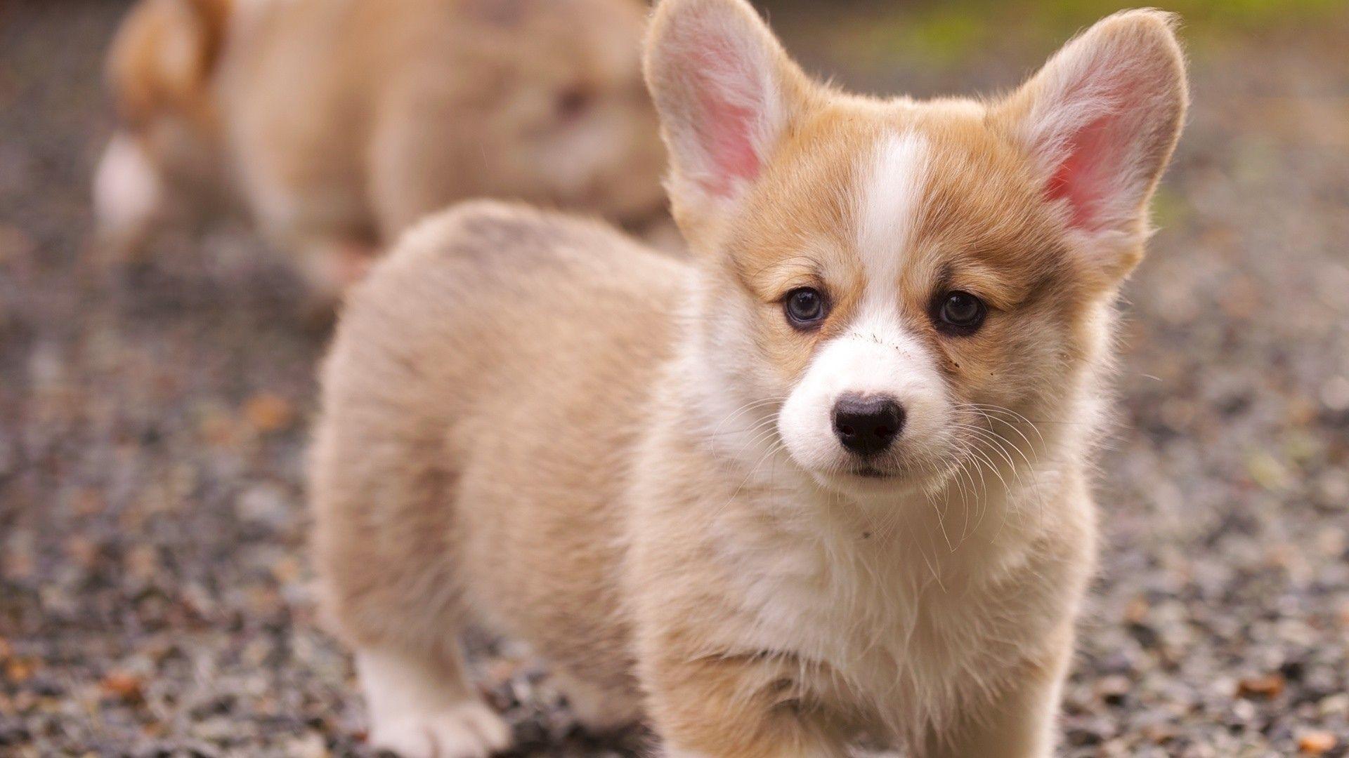 Corgi Desktop Wallpapers - Top Free Corgi Desktop Backgrounds ...