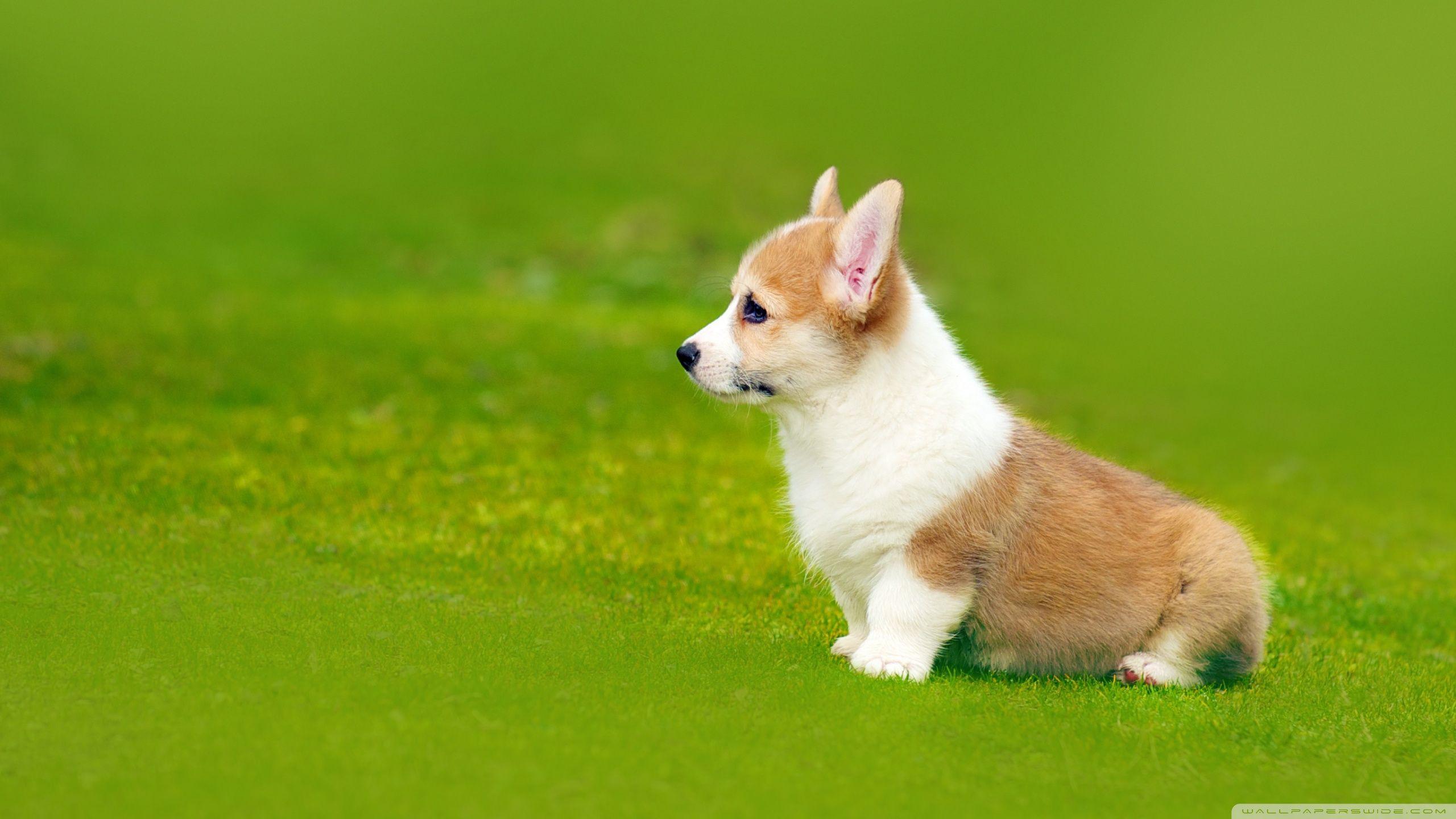 Corgi Desktop Wallpapers - Top Free Corgi Desktop Backgrounds ...