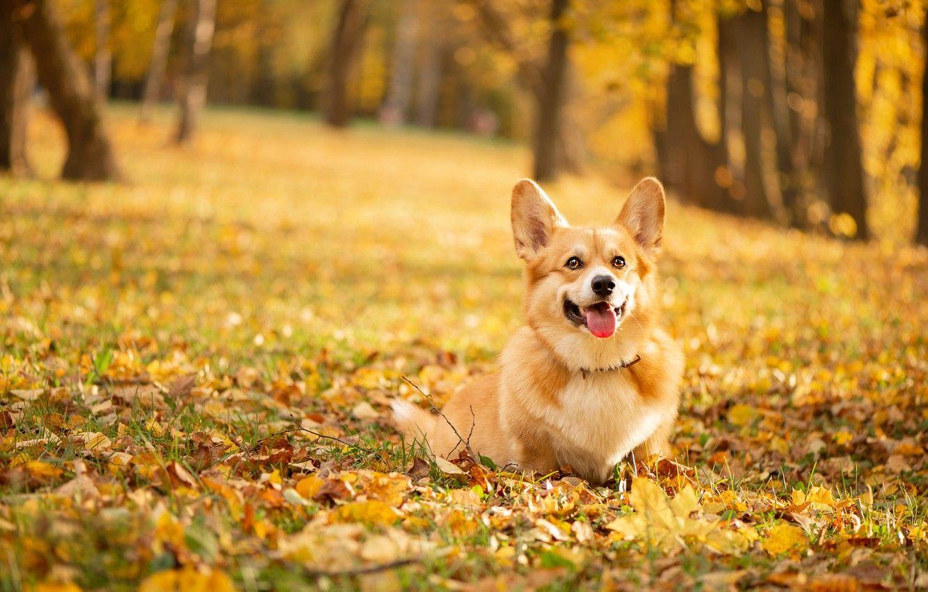Corgi Desktop Wallpapers - Top Free Corgi Desktop Backgrounds ...