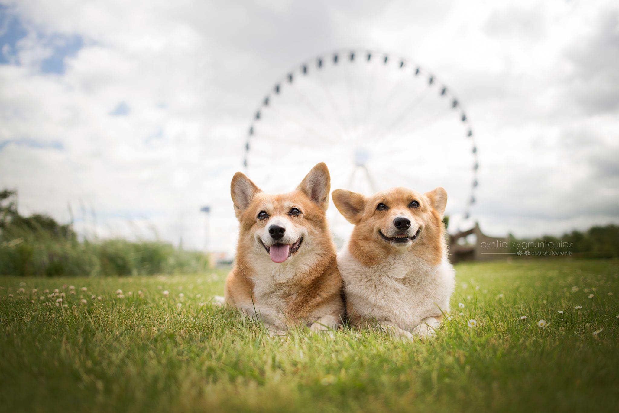 Corgi Desktop Wallpapers - Top Free Corgi Desktop Backgrounds ...