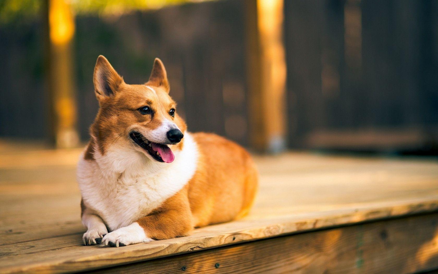 Corgi Desktop Wallpapers - Top Free Corgi Desktop Backgrounds ...