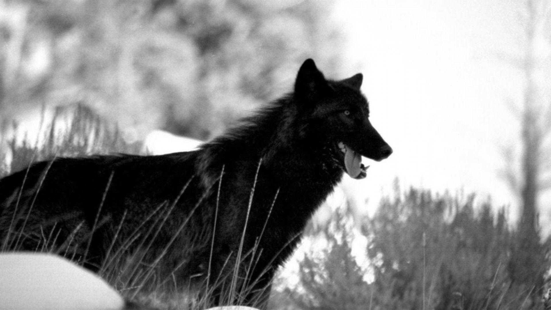 Black Wolf Wallpapers - Top Free Black Wolf Backgrounds - WallpaperAccess