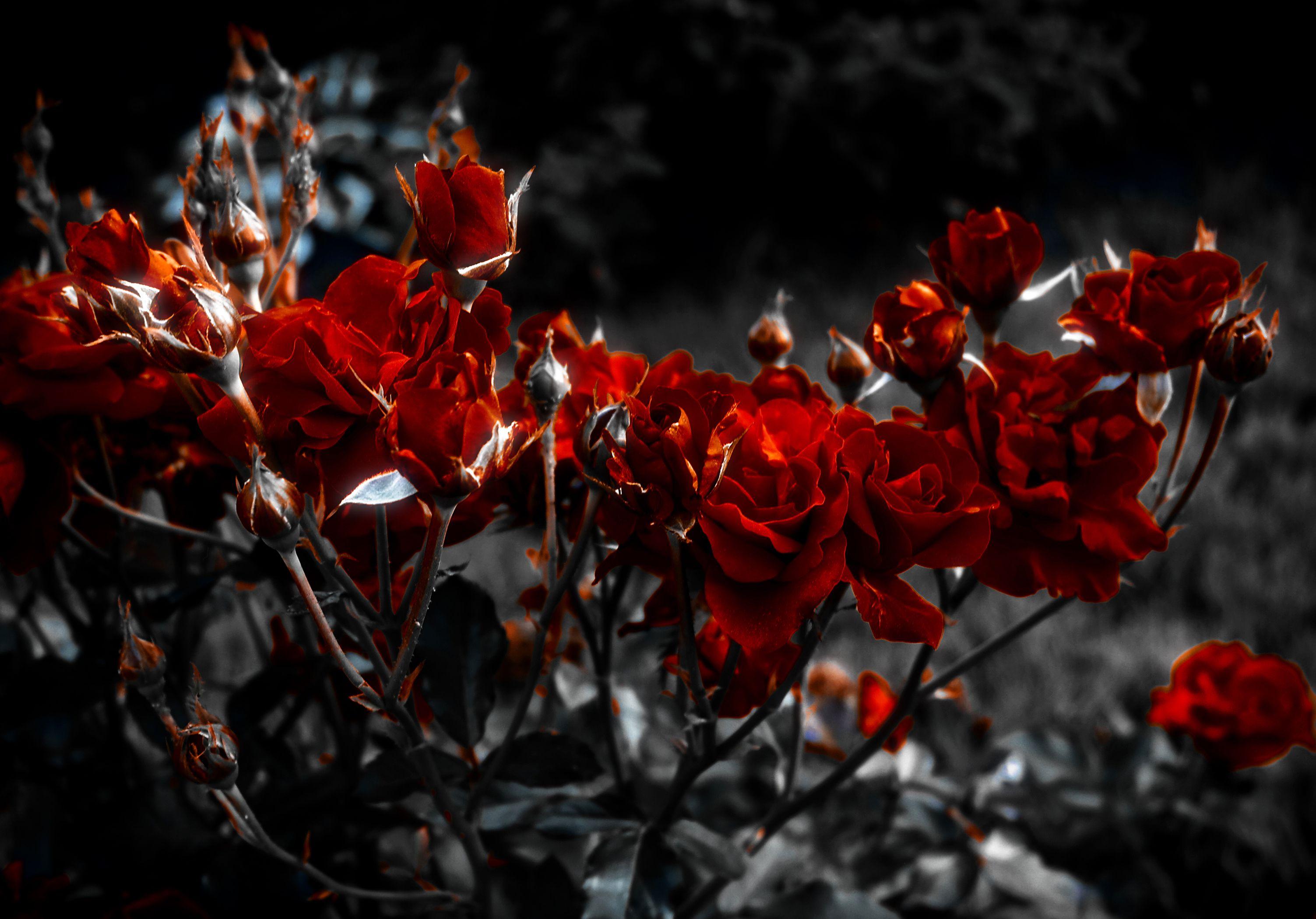 Dark Red Desktop Wallpapers - Top Free Dark Red Desktop Backgrounds ...