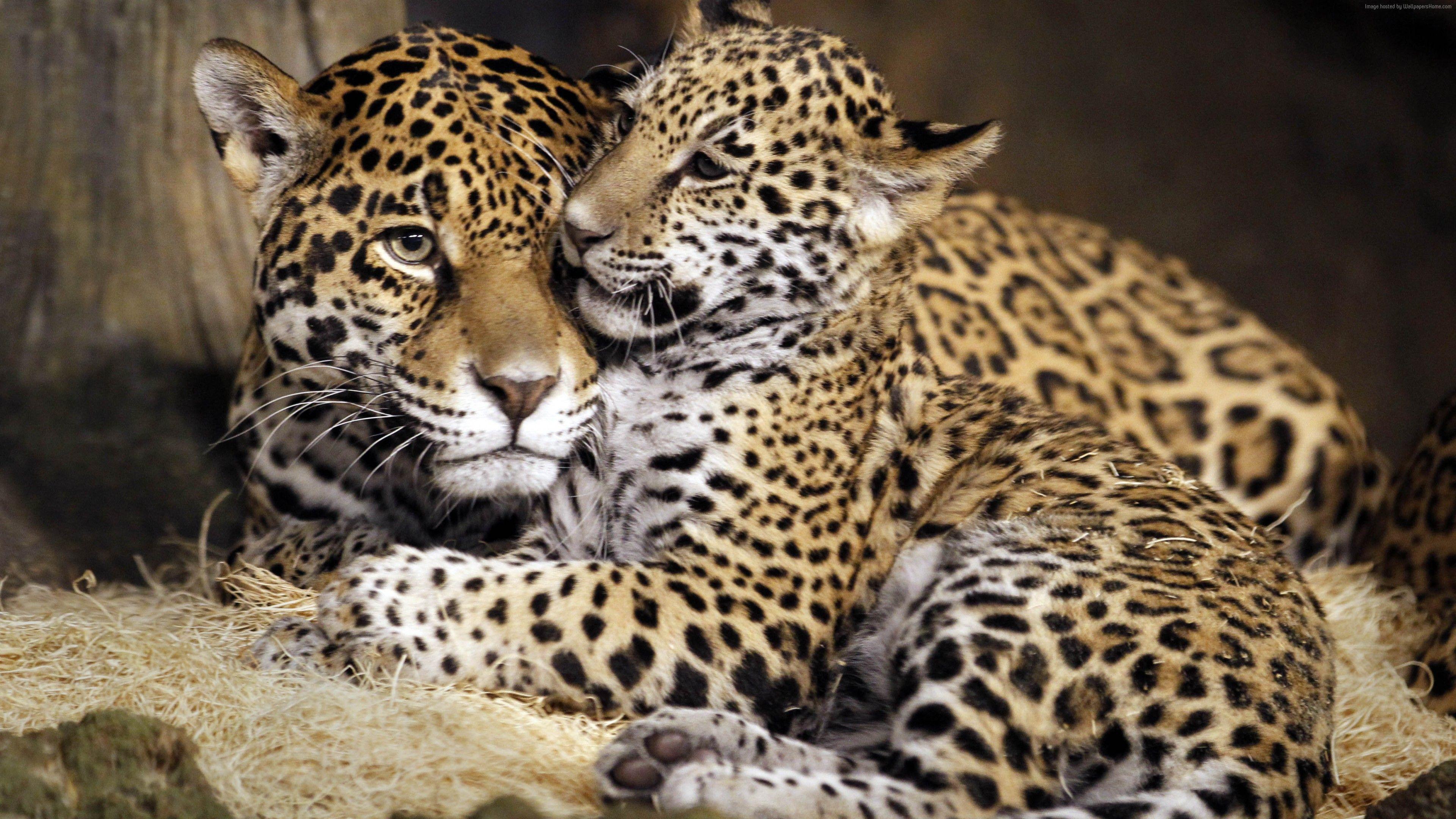 Jaguar Cat Wallpapers - Top Free Jaguar Cat Backgrounds - WallpaperAccess