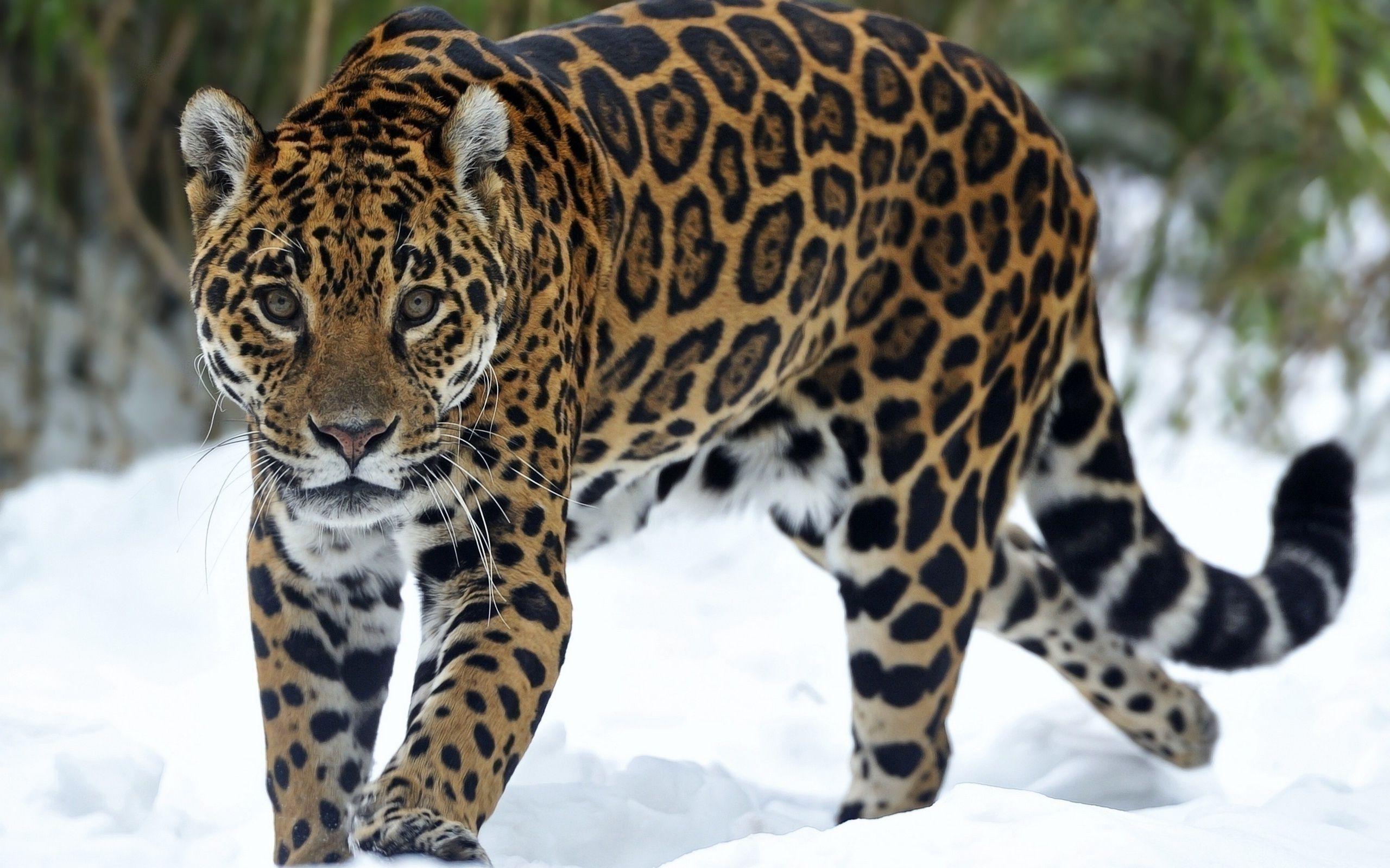 Jaguar Cat Wallpapers - Top Free Jaguar Cat Backgrounds - WallpaperAccess