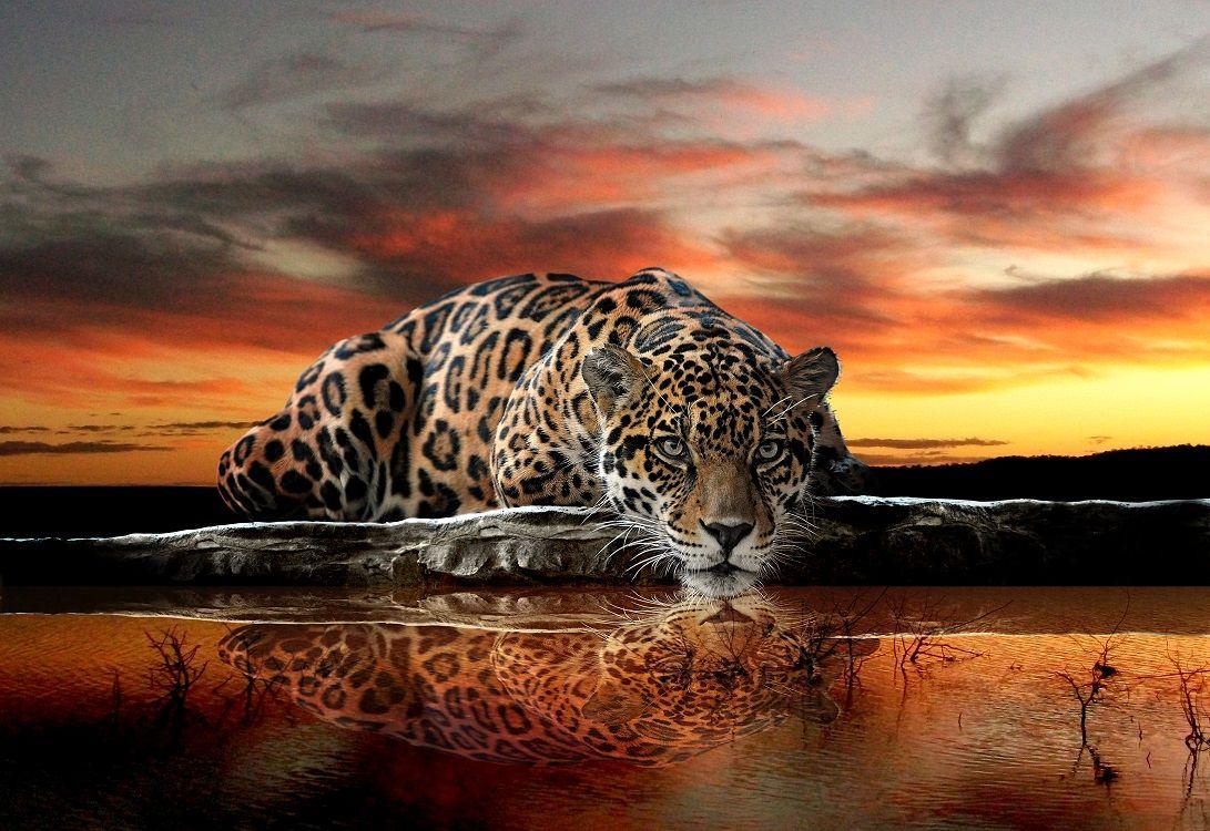 Jaguar Cat Wallpapers - Top Free Jaguar Cat Backgrounds - WallpaperAccess