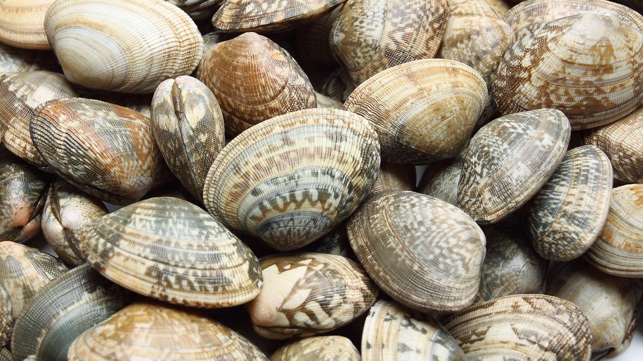 Clam Wallpapers - Top Free Clam Backgrounds - WallpaperAccess