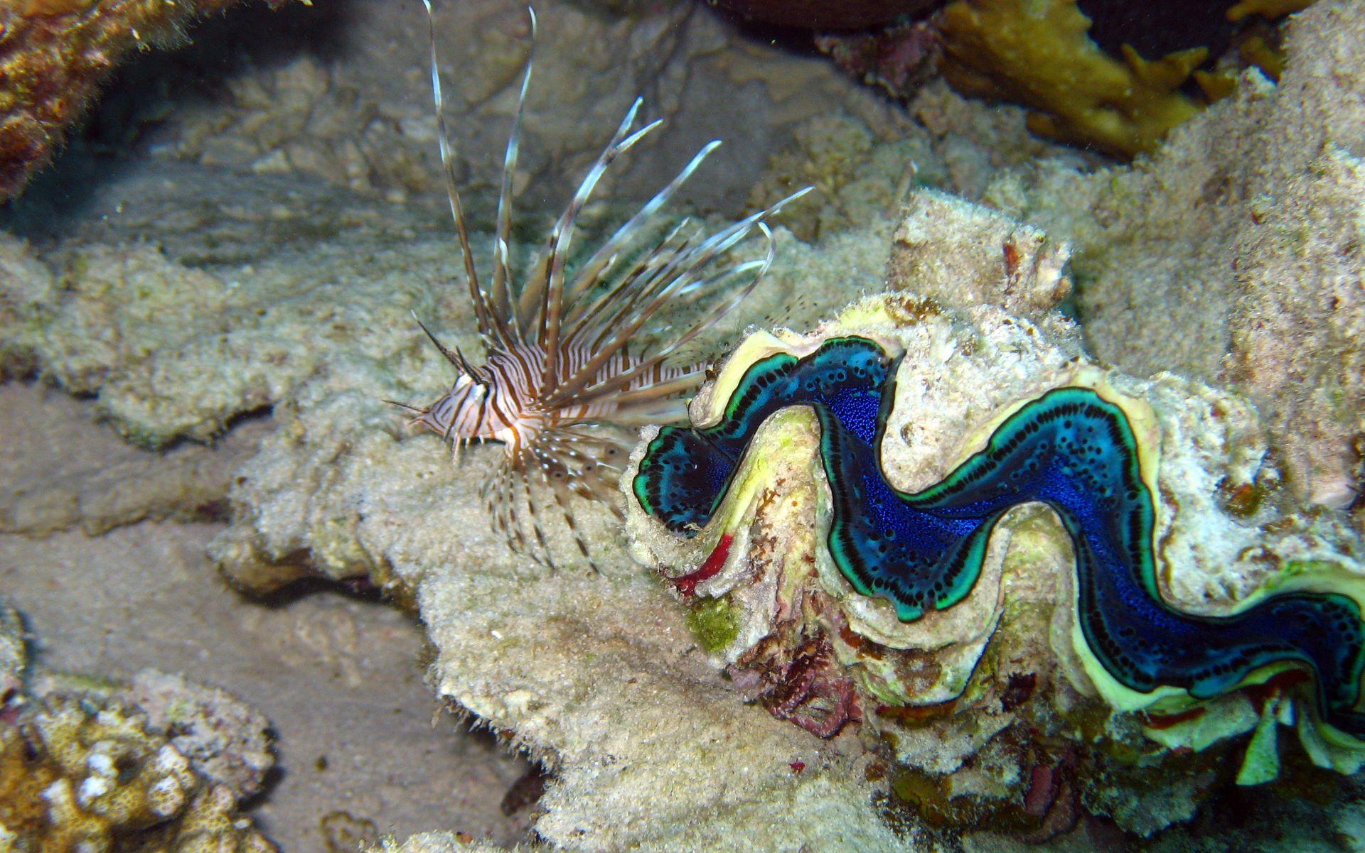 Clam Wallpapers - Top Free Clam Backgrounds - WallpaperAccess