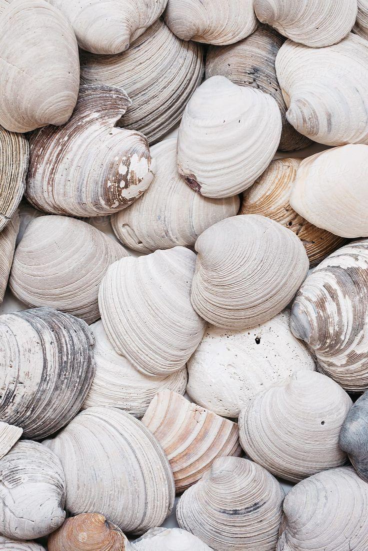 Clam Wallpapers - Top Free Clam Backgrounds - WallpaperAccess