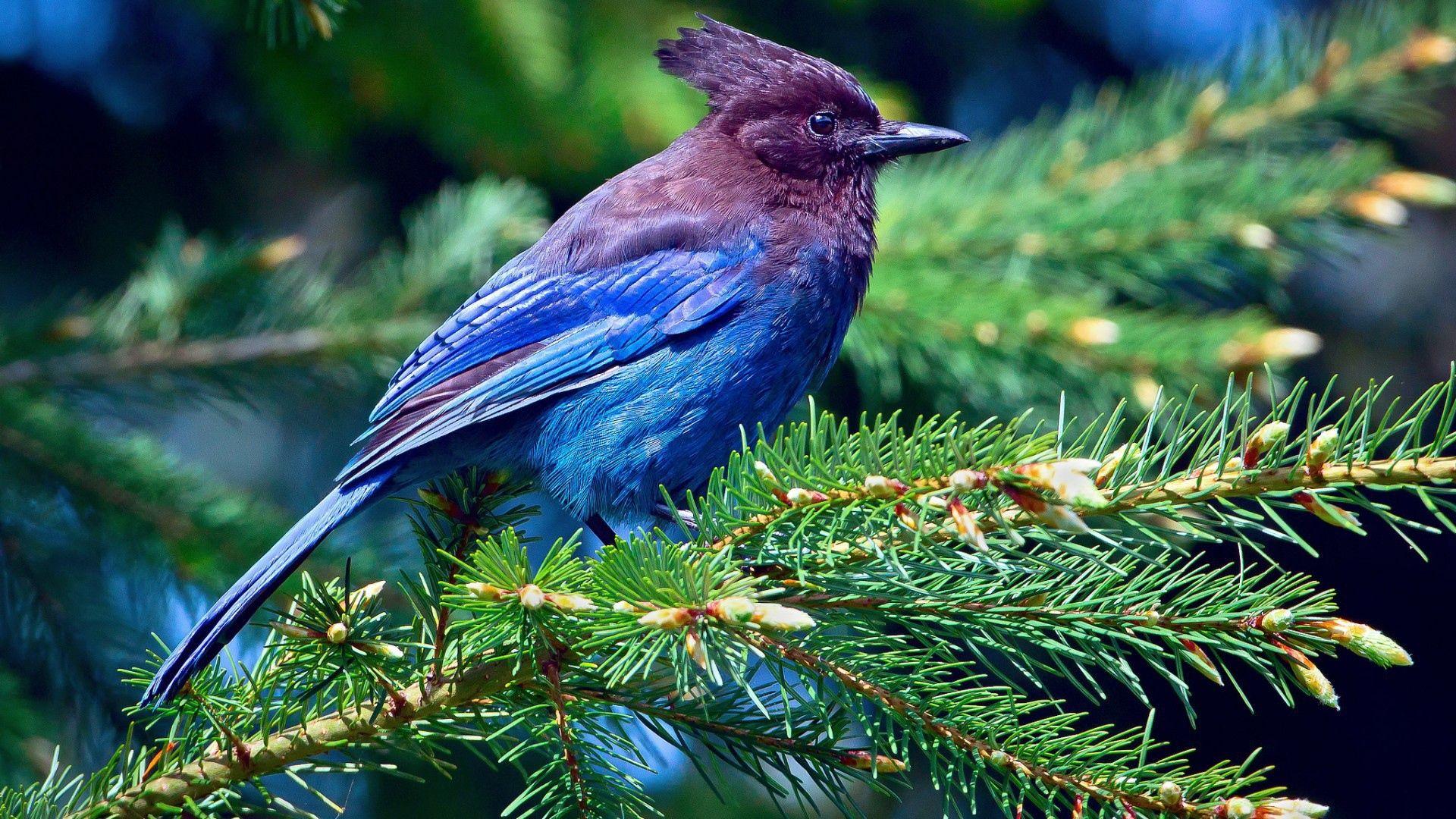 Bird and Tree Desktop Wallpapers - Top Free Bird and Tree Desktop ...