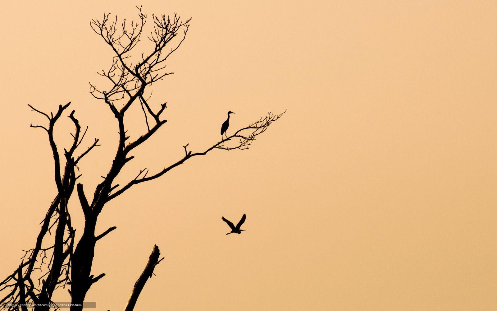 Bird and Tree Desktop Wallpapers - Top Free Bird and Tree Desktop ...