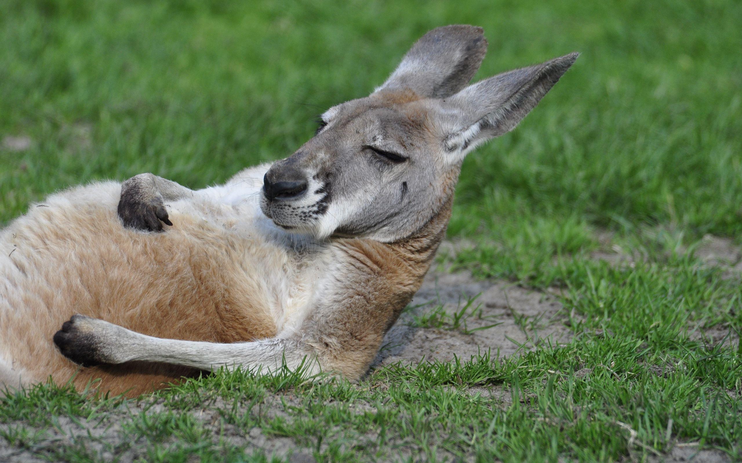 Funny Kangaroo Wallpapers - Top Free Funny Kangaroo Backgrounds ...