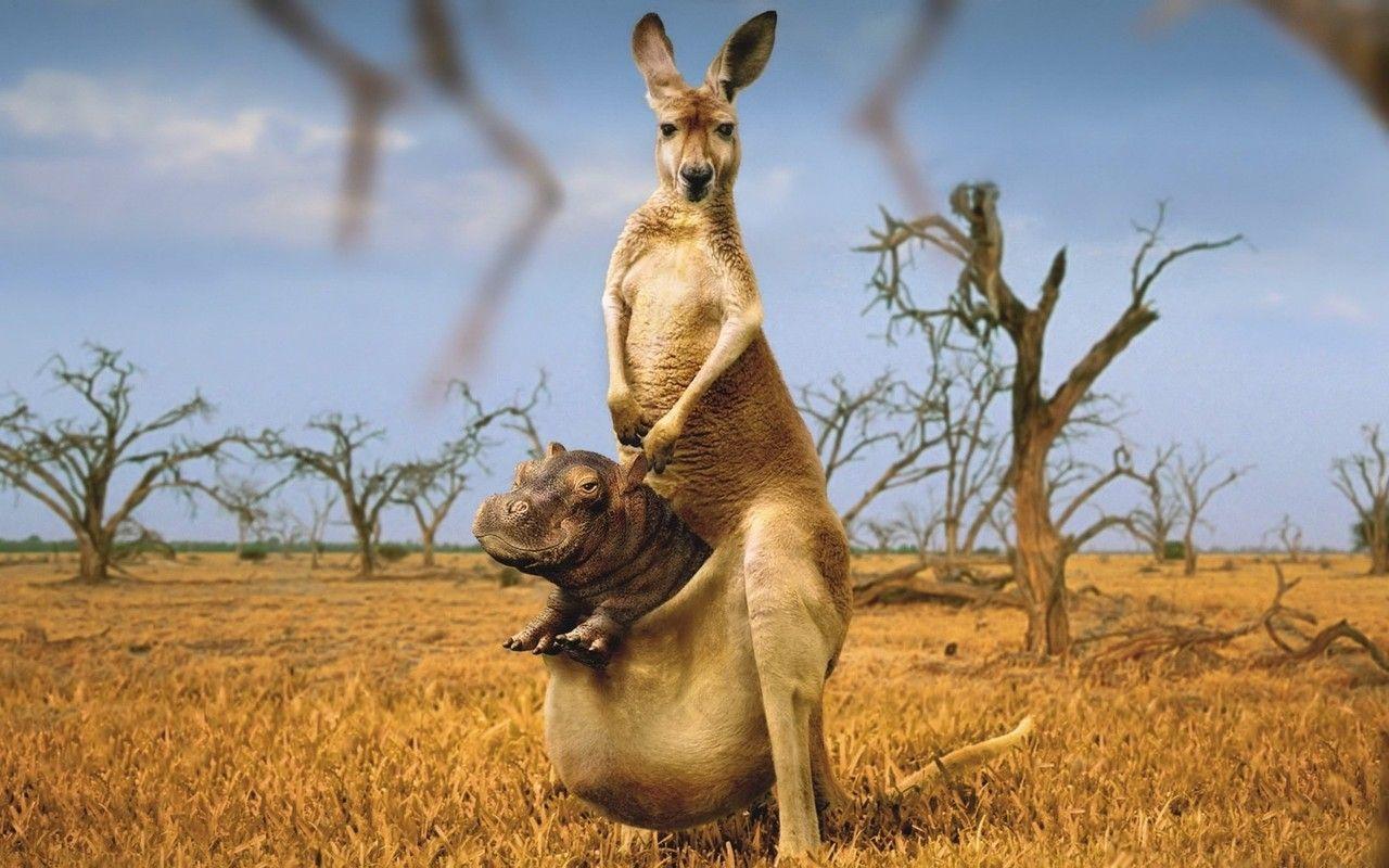 Funny Kangaroo Wallpapers - Top Free Funny Kangaroo Backgrounds ...