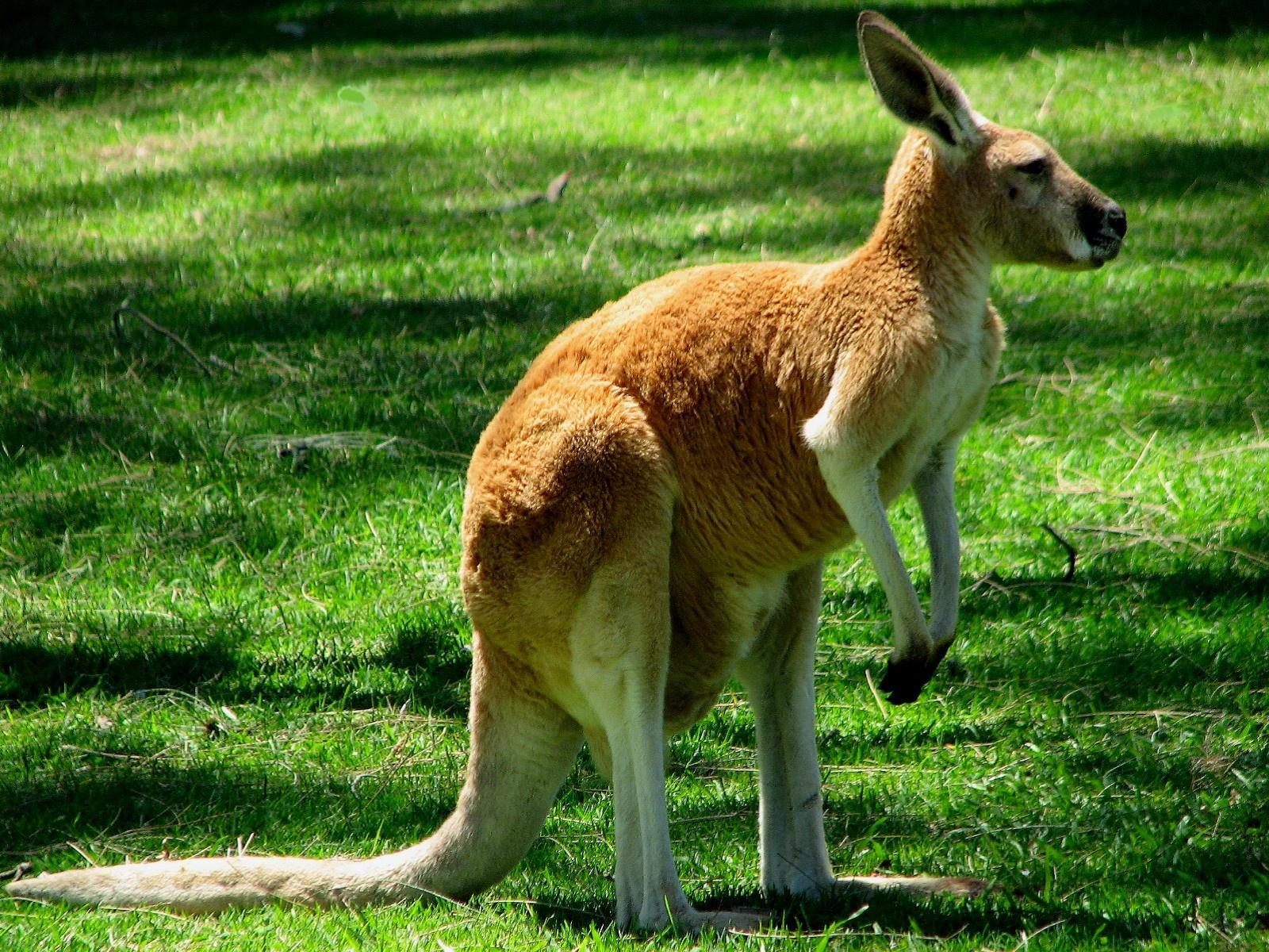 Funny Kangaroo Wallpapers - Top Free Funny Kangaroo Backgrounds ...