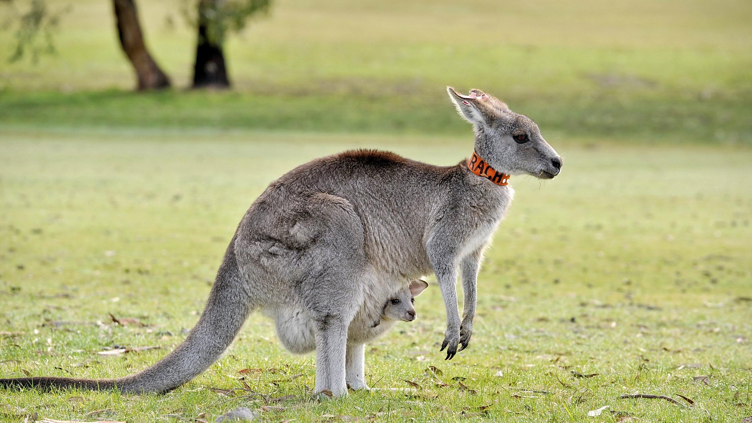 Funny Kangaroo Wallpapers - Top Free Funny Kangaroo Backgrounds ...