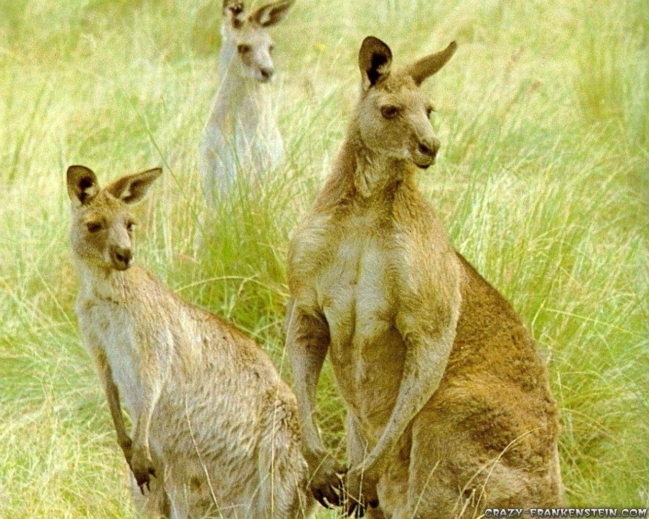 Funny Kangaroo Wallpapers - Top Free Funny Kangaroo Backgrounds ...