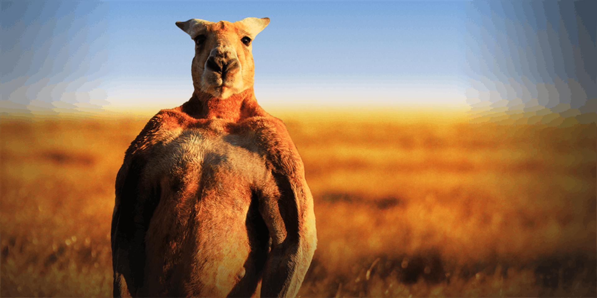 Kangaroo Desktop Wallpapers - Top Free Kangaroo Desktop Backgrounds ...