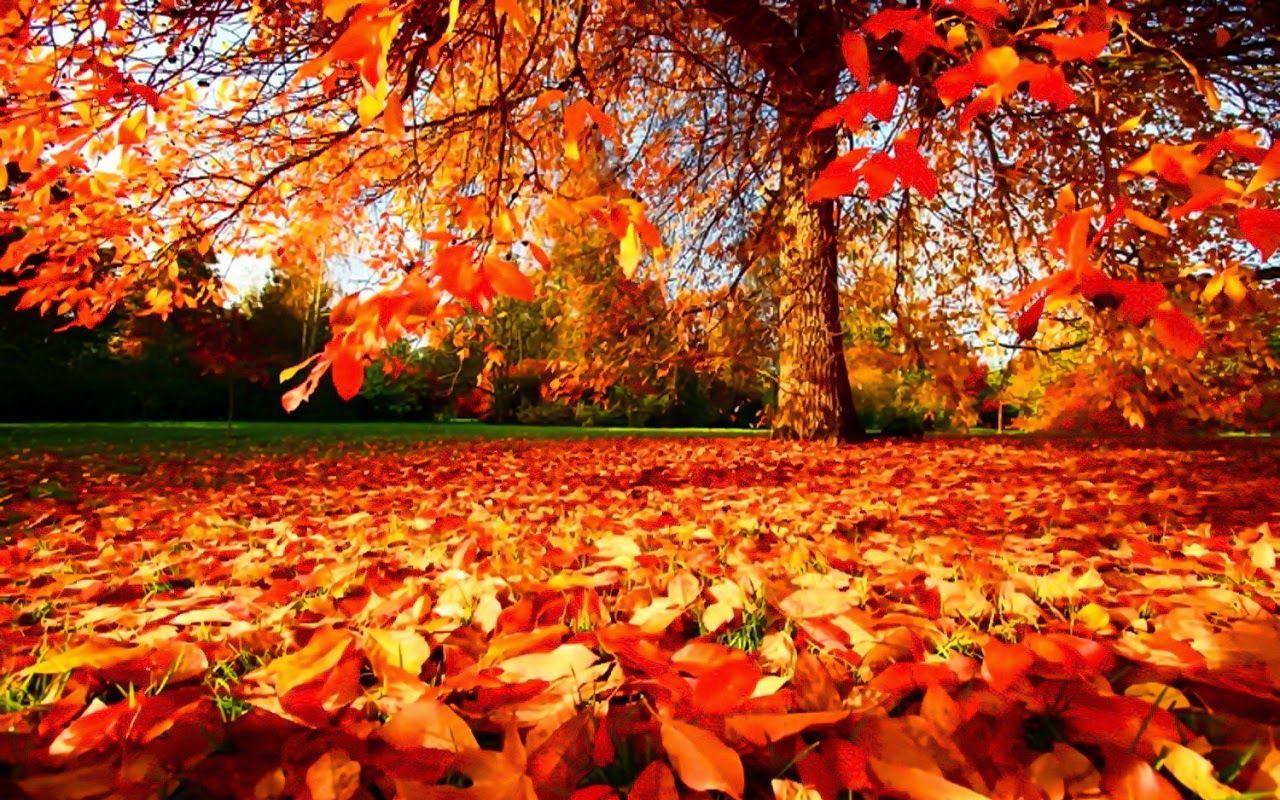 Charlie Brown Autumn Wallpapers - Top Free Charlie Brown Autumn ...