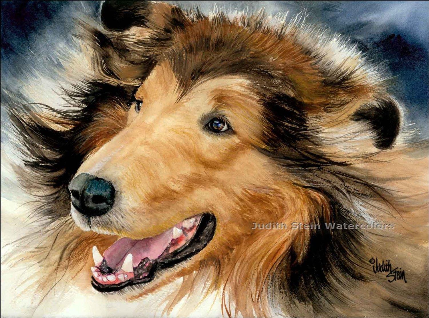 Rough Collie Wallpapers - Top Free Rough Collie Backgrounds ...