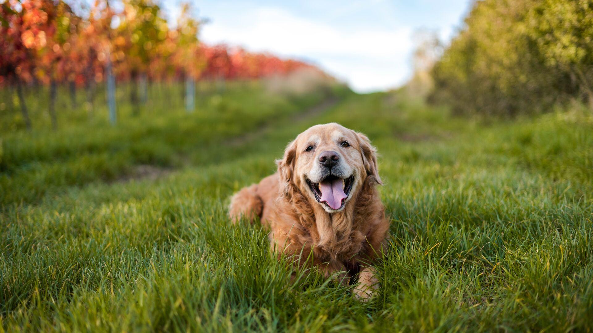 Golden Retriever HD Wallpapers - Top Free Golden Retriever HD ...