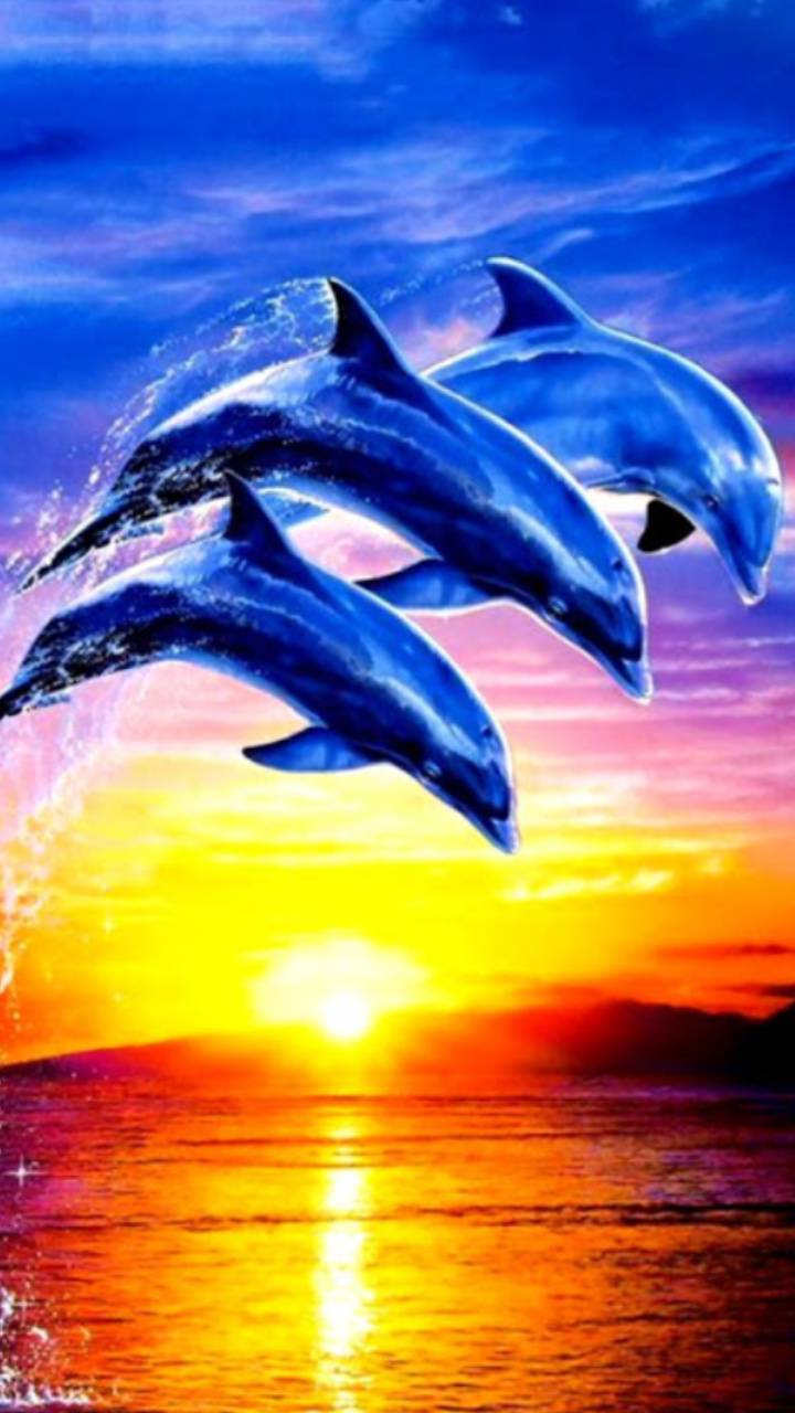 Dolphins iPhone Wallpapers - Top Free Dolphins iPhone Backgrounds ...