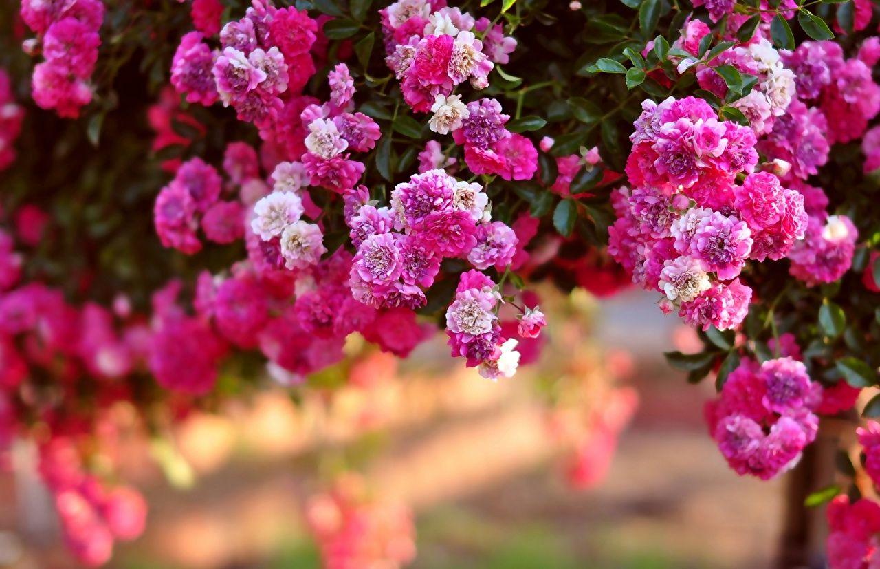 Flower Bush Wallpapers - Top Free Flower Bush Backgrounds - WallpaperAccess