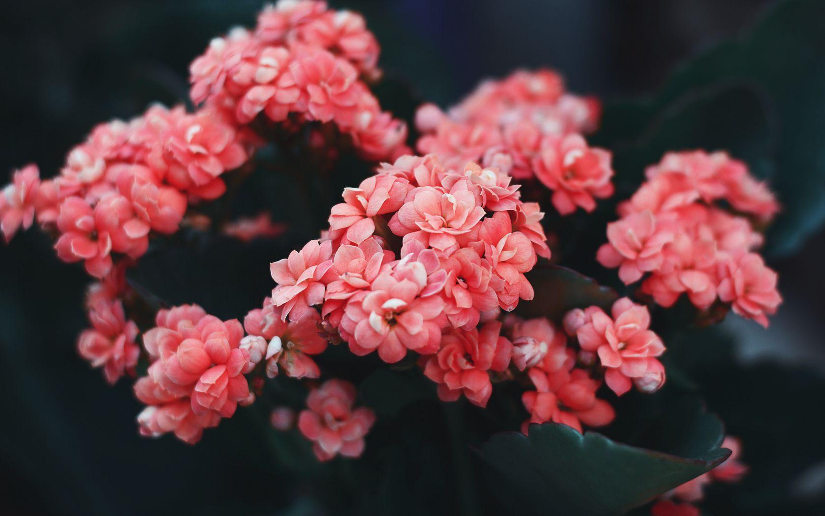 Flower Bush Wallpapers - Top Free Flower Bush Backgrounds - WallpaperAccess