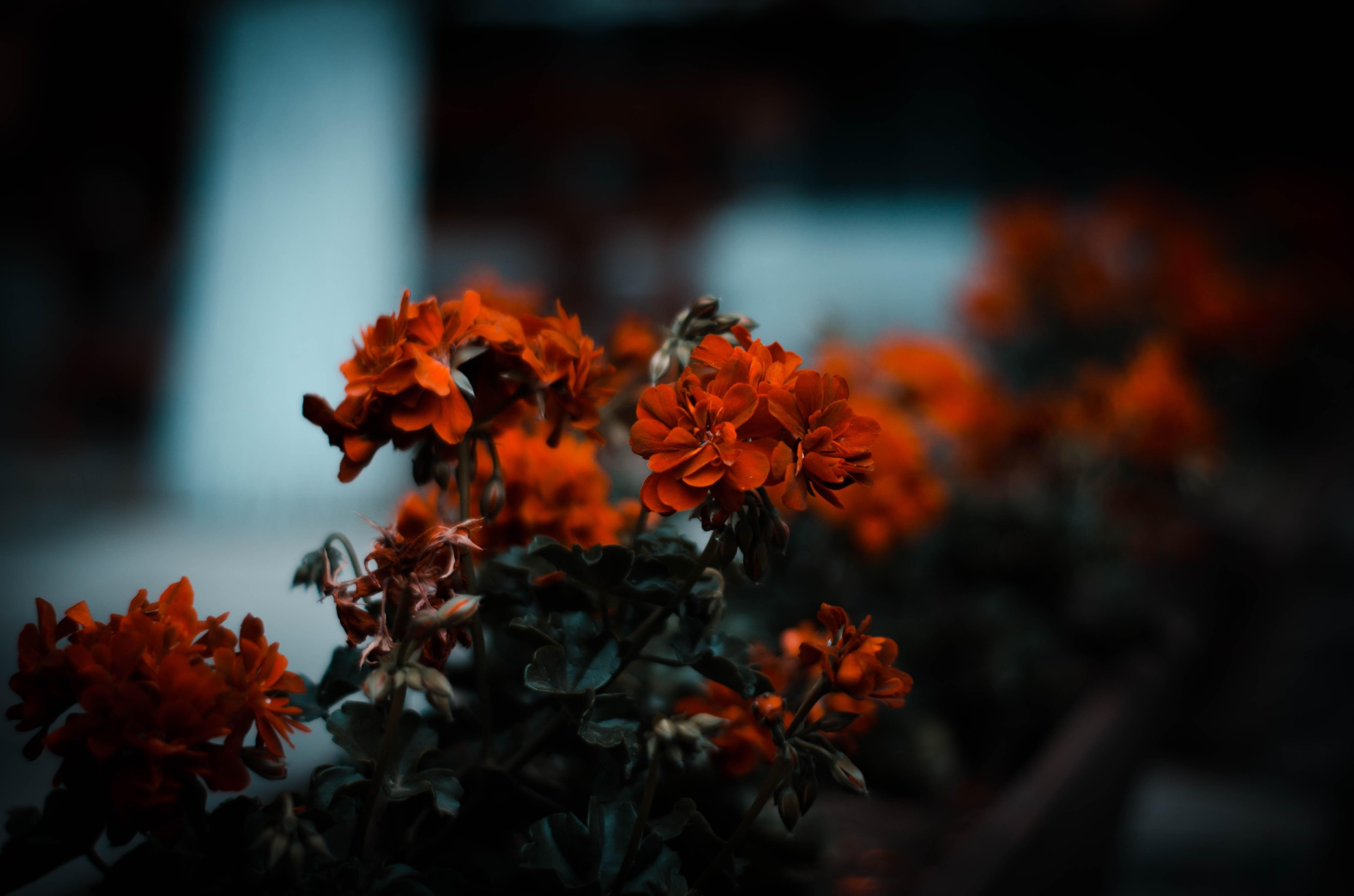 Flower Bush Wallpapers - Top Free Flower Bush Backgrounds - WallpaperAccess
