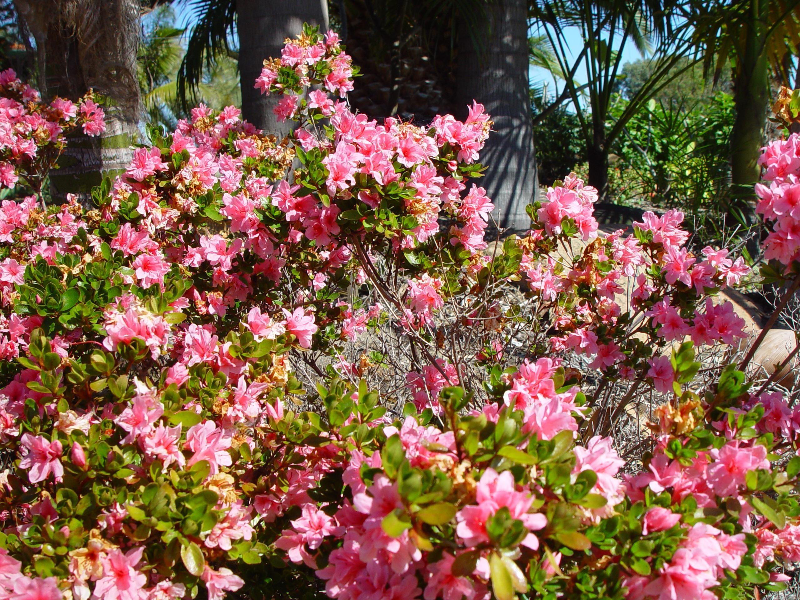 Flower Bush Wallpapers - Top Free Flower Bush Backgrounds - WallpaperAccess