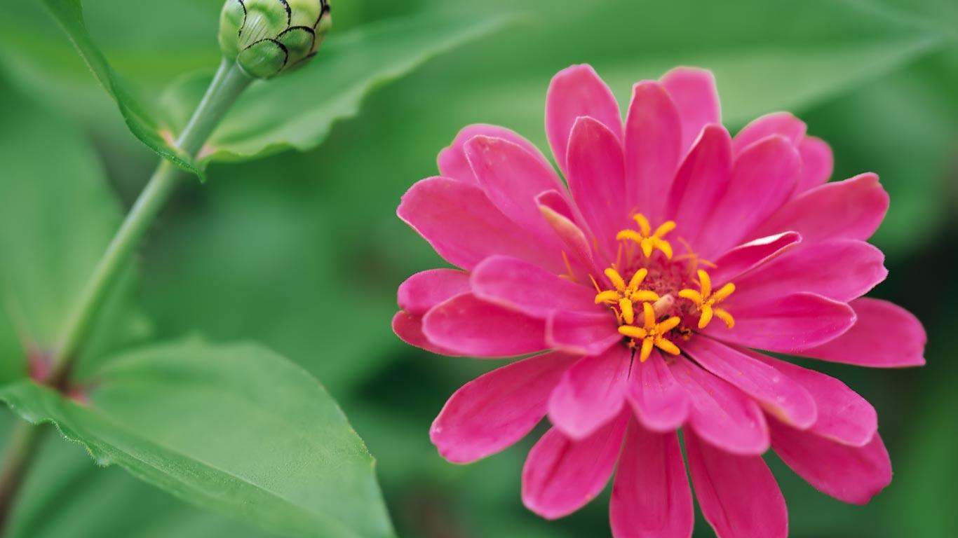 Flower Laptop Wallpapers - Top Free Flower Laptop Backgrounds ...