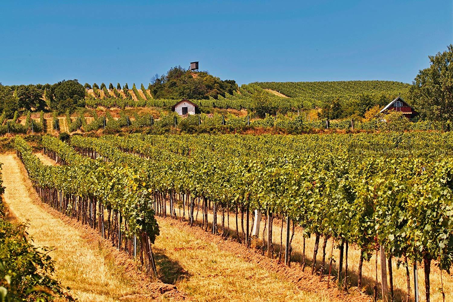 Wine Country Wallpapers - Top Free Wine Country Backgrounds ...