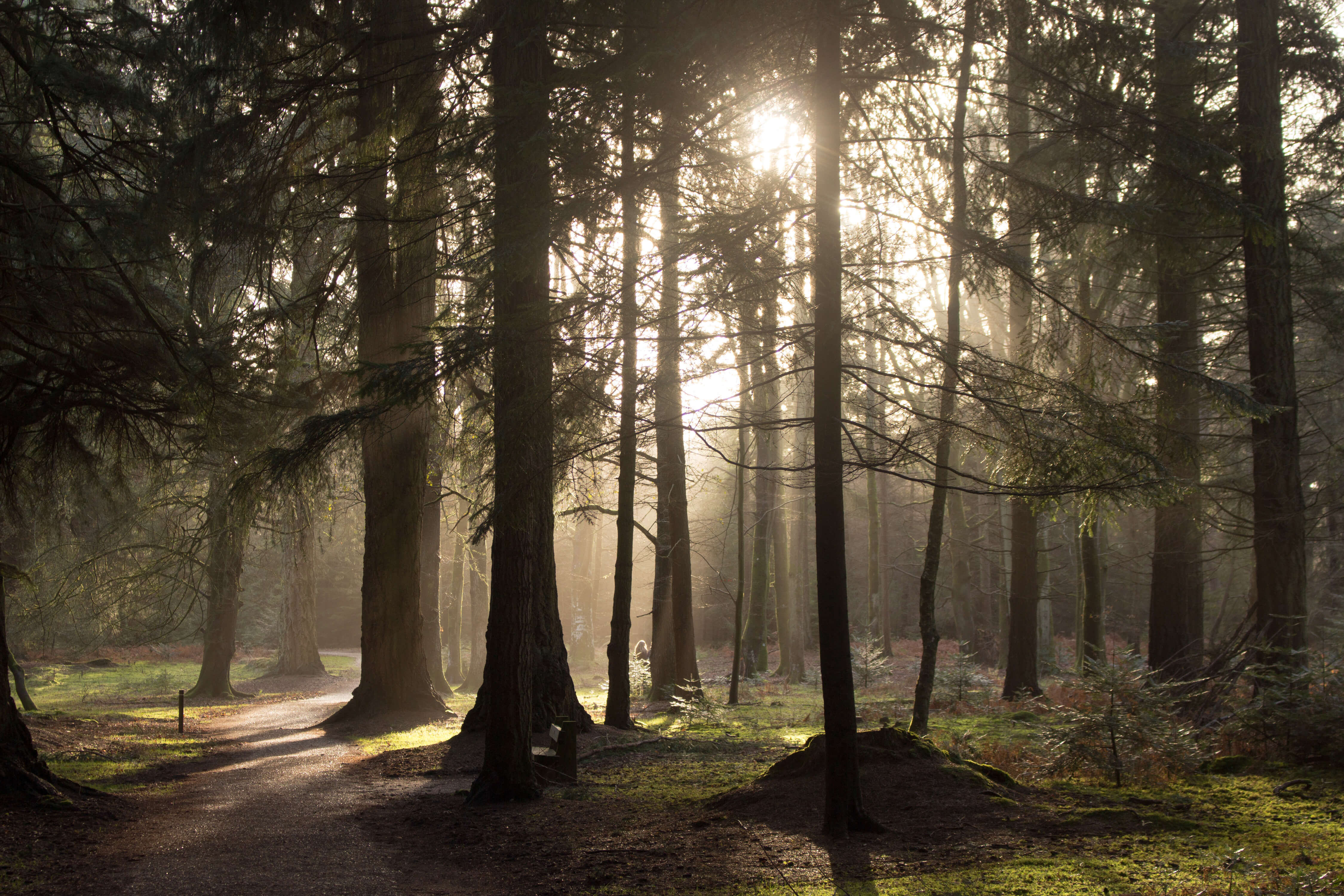 Sunny Forest Wallpapers - Top Free Sunny Forest Backgrounds ...