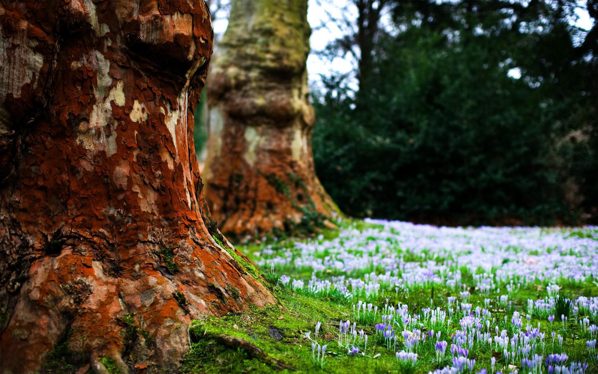Forest Flowers Wallpapers - Top Free Forest Flowers Backgrounds ...