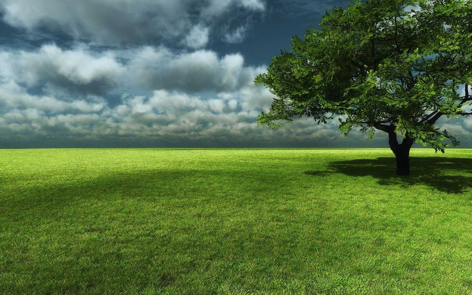 Grass Green Wallpapers - Top Free Grass Green Backgrounds - WallpaperAccess